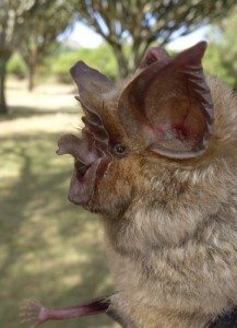 The DSP Behind Bat Echolocation | Hunter Scott